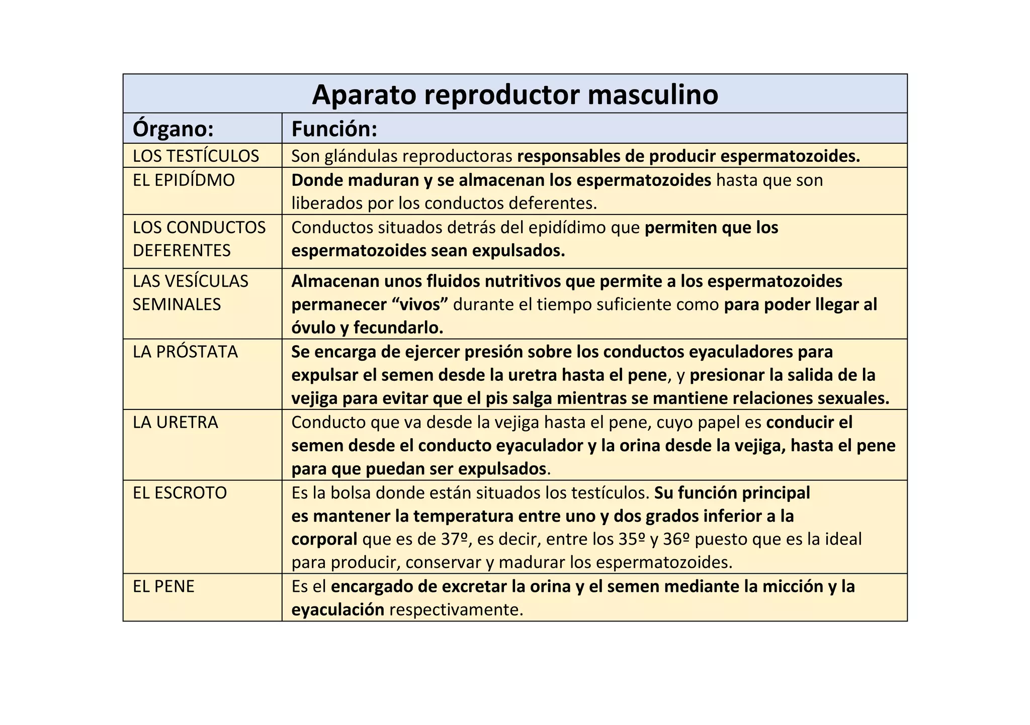 Órganos del aparato reproductor y funciones | PDF