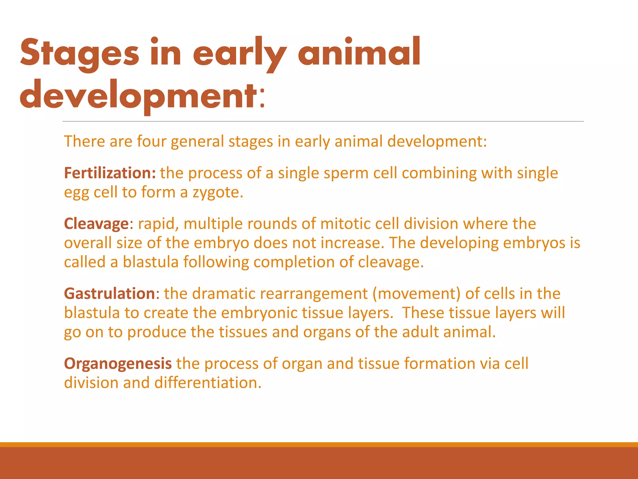 Organogenesis by AAR | PPTX