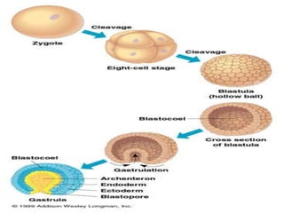 Organogenesis by AAR | PPTX