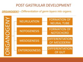 Organogenesis by AAR | PPTX