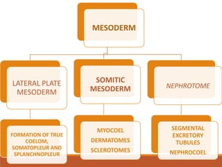 Organogenesis by AAR | PPTX