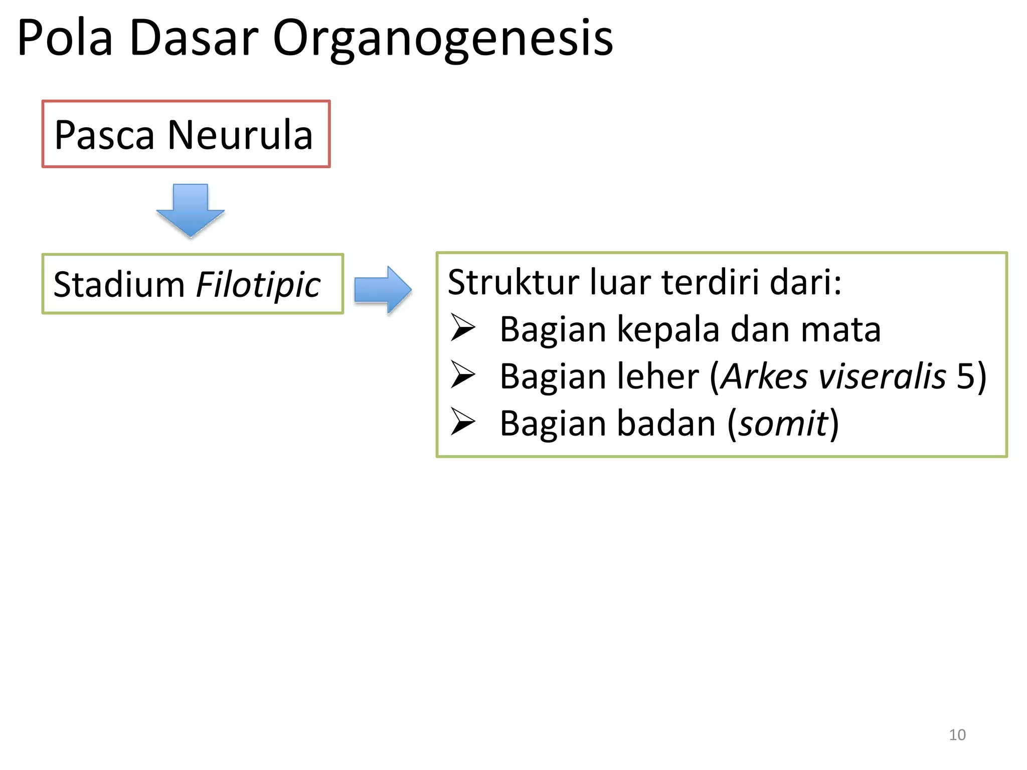 organogenesis.pptx