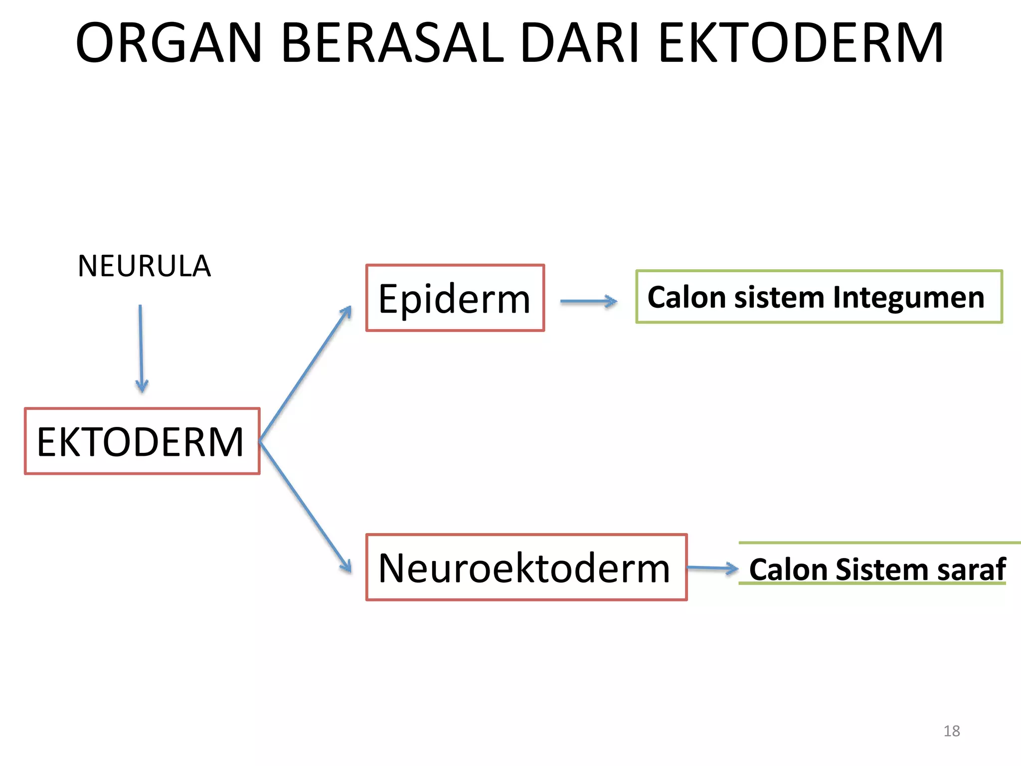 organogenesis.pptx