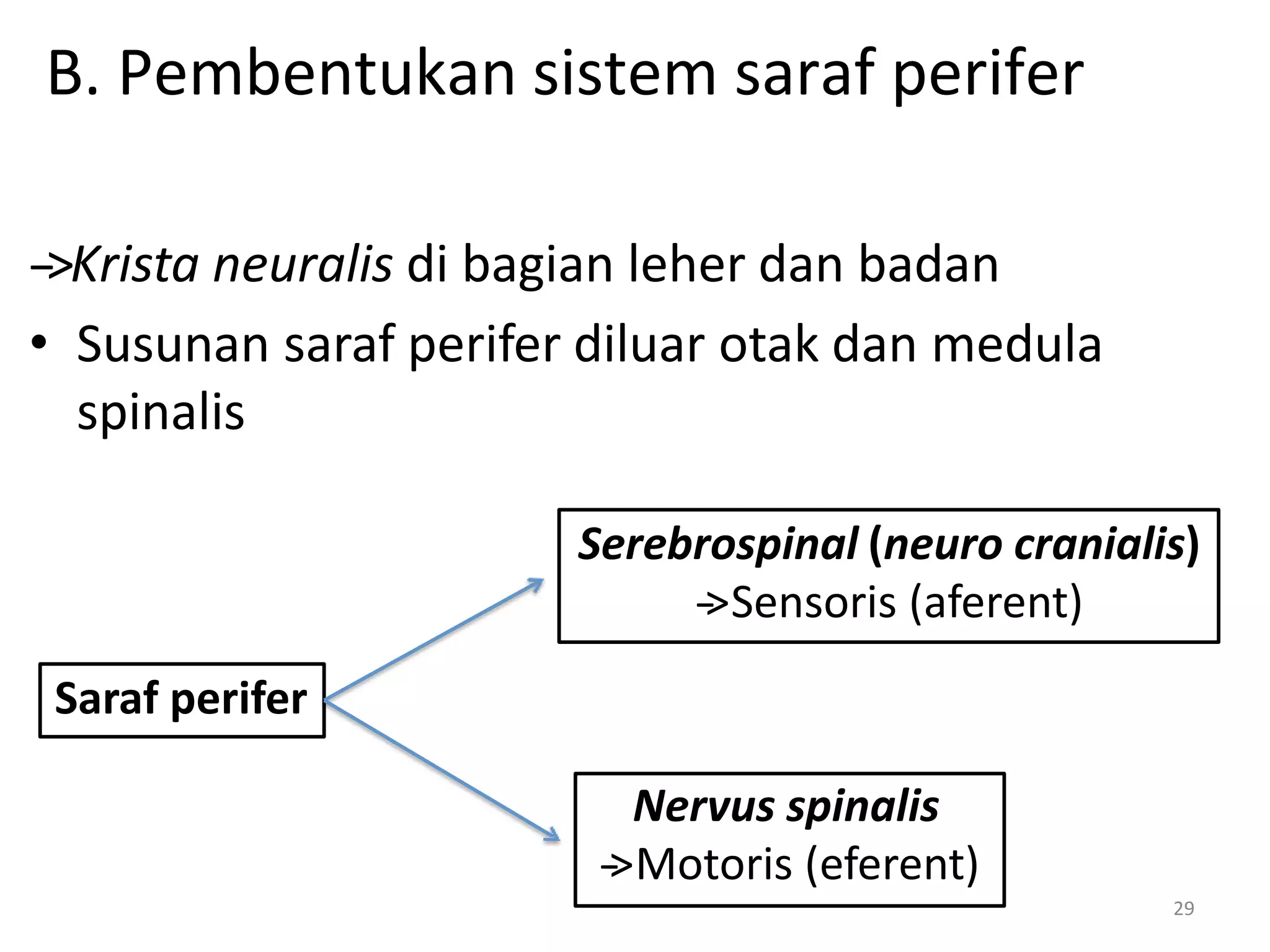 organogenesis.pptx