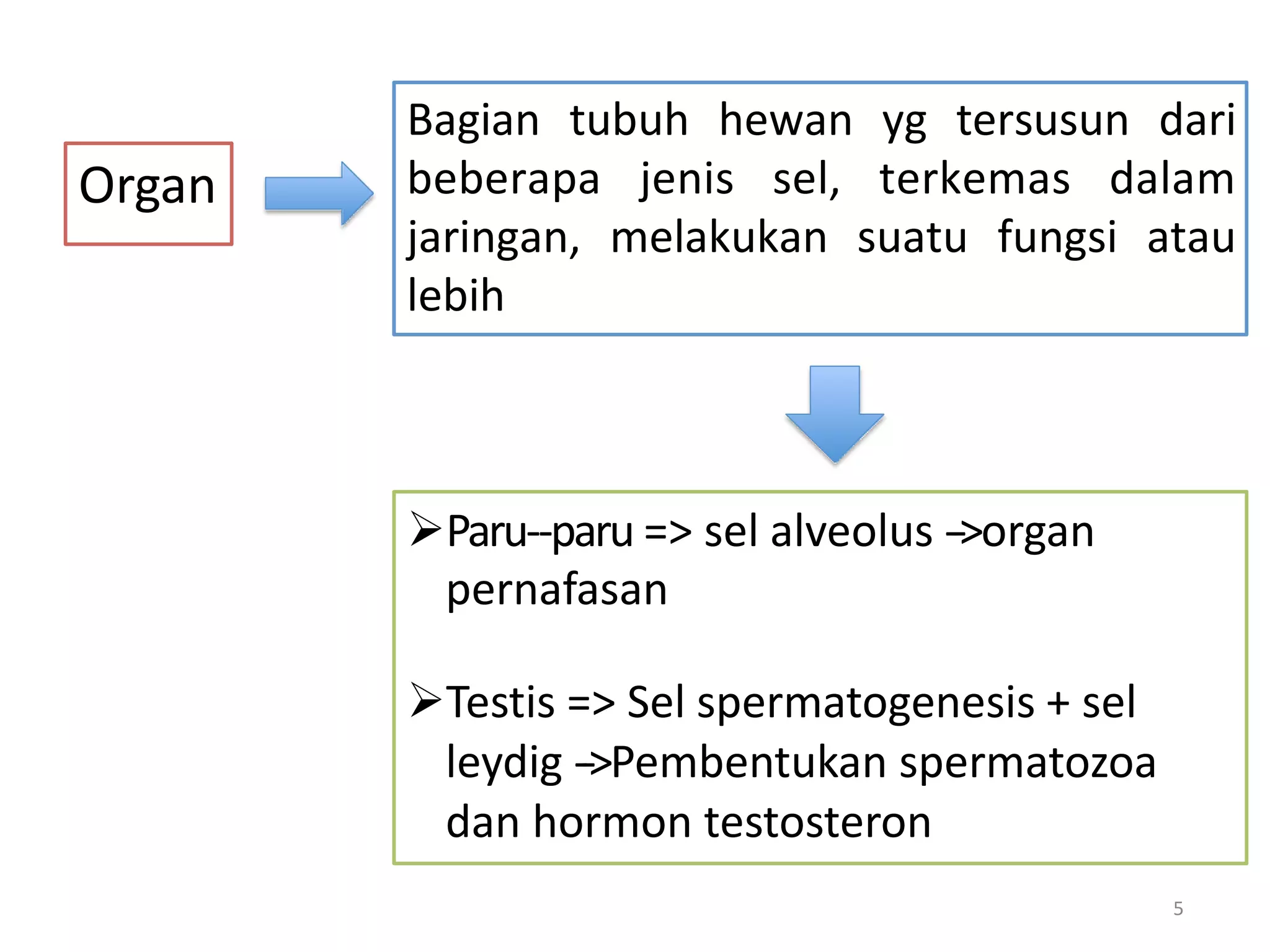 organogenesis.pptx