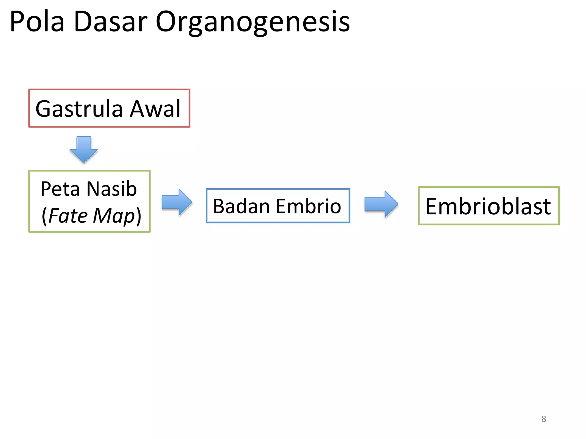 organogenesis.pptx