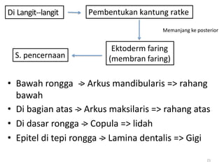 organogenesis.pptx