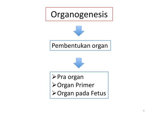 organogenesis.pptx