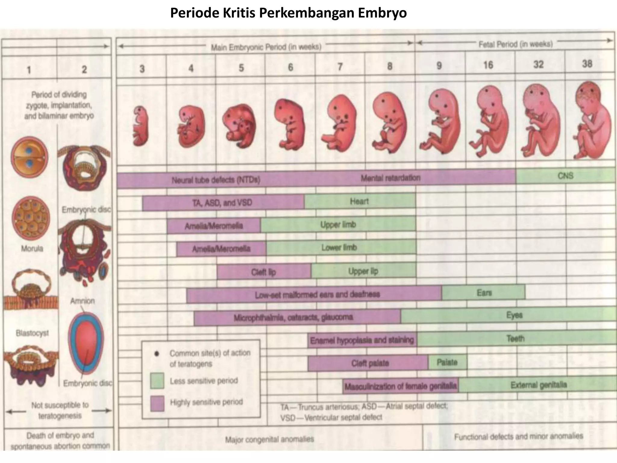 Organogenesis.pptx