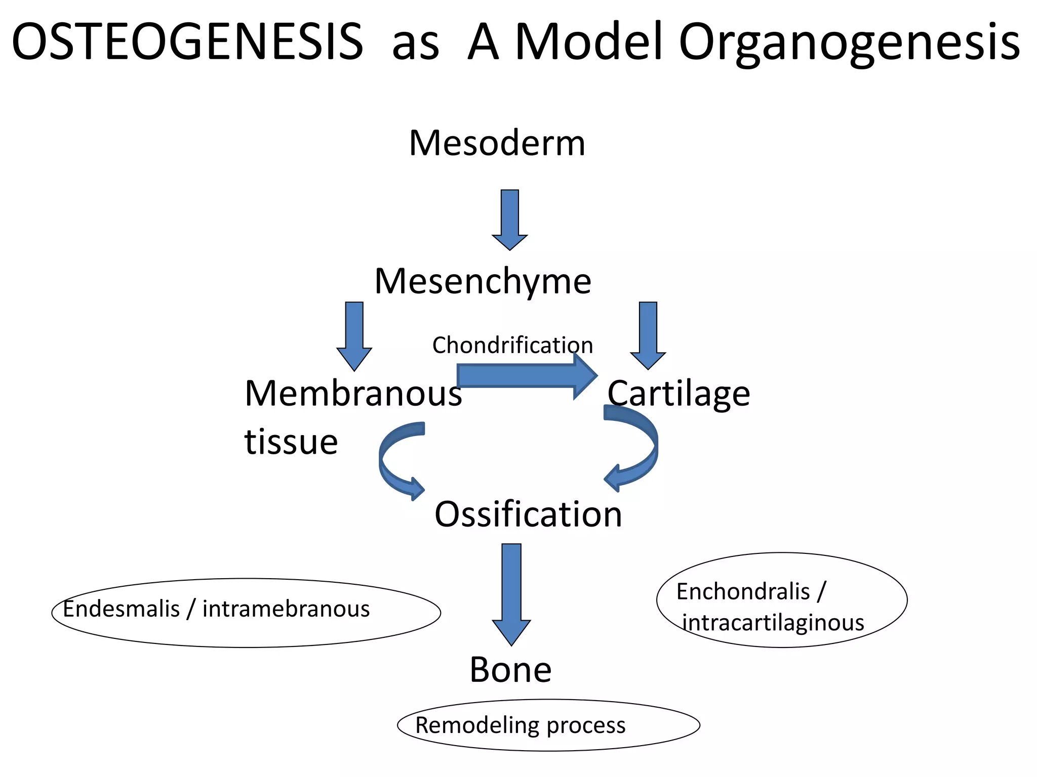 Organogenesis.pptx