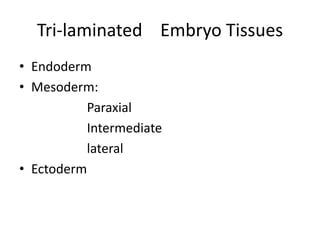 Organogenesis.pptx
