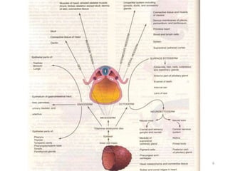Organogenesis.pptx