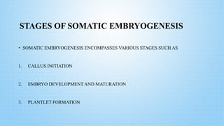 organogenesis and somatic embryogenesis.pptx