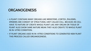 organogenesis and somatic embryogenesis.pptx