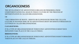 organogenesis and somatic embryogenesis.pptx