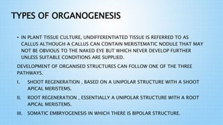 organogenesis and somatic embryogenesis.pptx