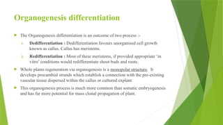 Organogenesis - Callus and direct organ formation | PPTX