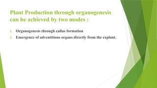 Organogenesis - Callus and direct organ formation | PPTX