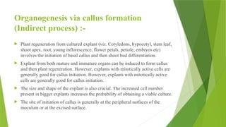 Organogenesis - Callus and direct organ formation | PPTX