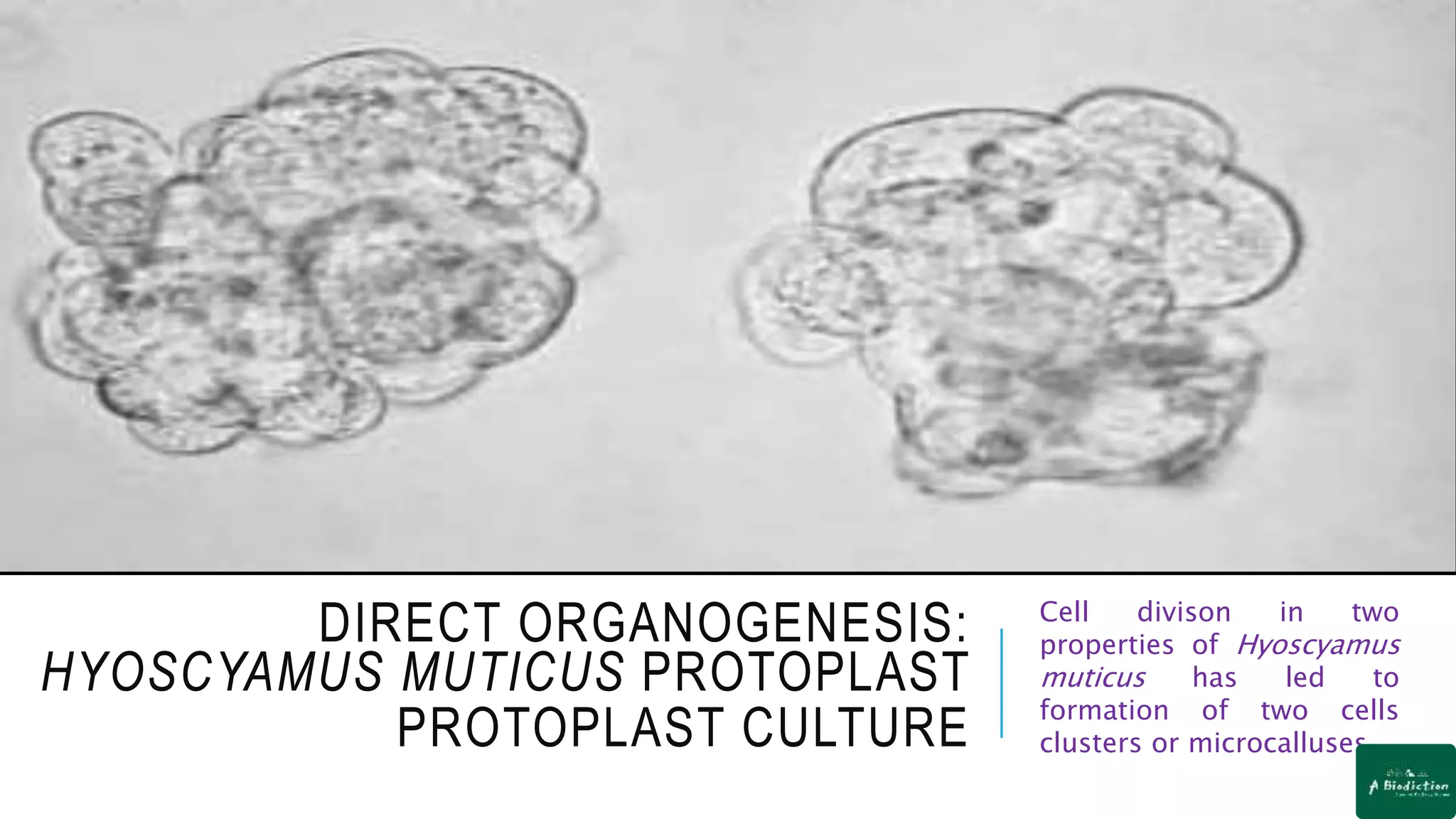 Plant Tissue Culture - Organogenesis | PPTX