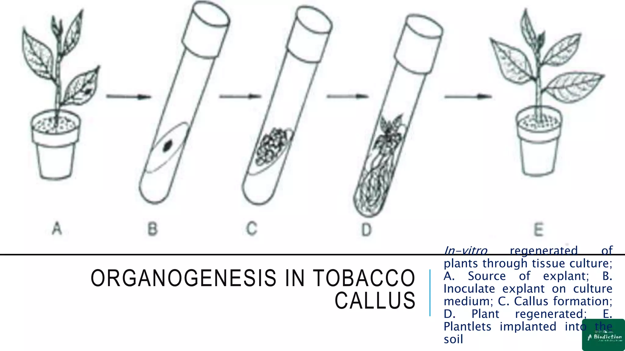 Plant Tissue Culture - Organogenesis | PPTX