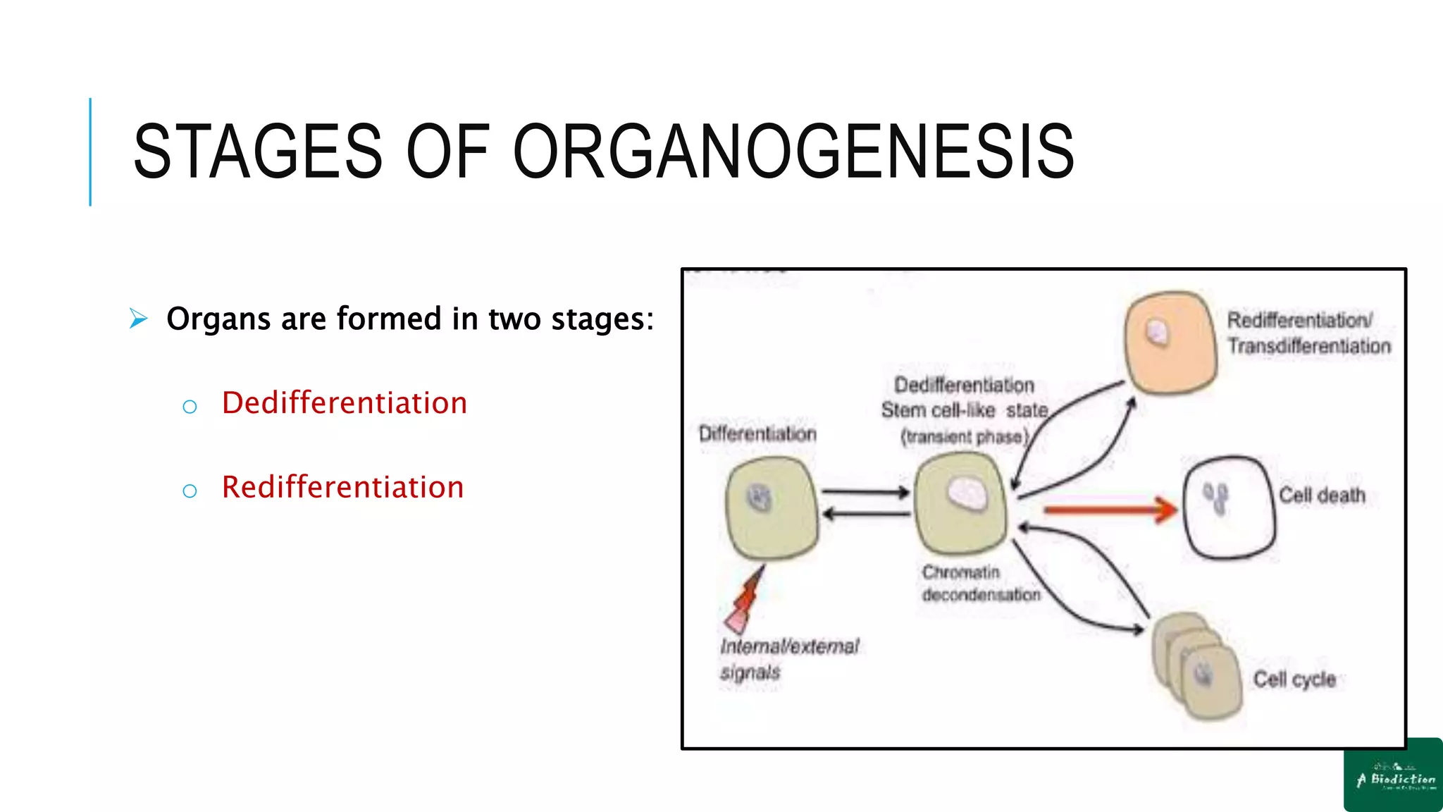 Plant Tissue Culture - Organogenesis | PPTX