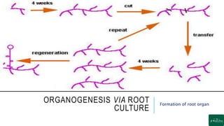 Plant Tissue Culture - Organogenesis | PPTX