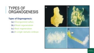 Plant Tissue Culture - Organogenesis | PPTX