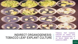 Plant Tissue Culture - Organogenesis | PPTX