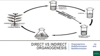 Plant Tissue Culture - Organogenesis | PPTX