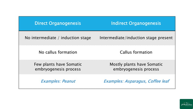Plant Tissue Culture - Organogenesis | PPTX