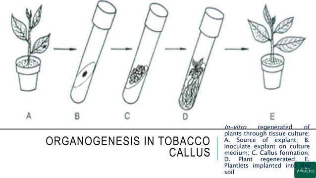 Plant Tissue Culture - Organogenesis | PPTX