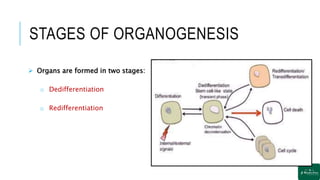 Plant Tissue Culture - Organogenesis | PPTX