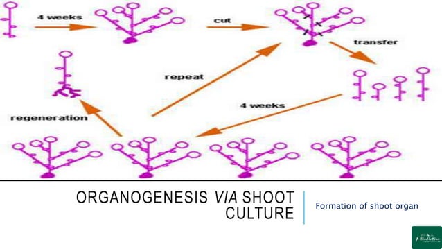 Plant Tissue Culture - Organogenesis | PPTX