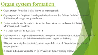 organogenesis for health science students 1.pptx