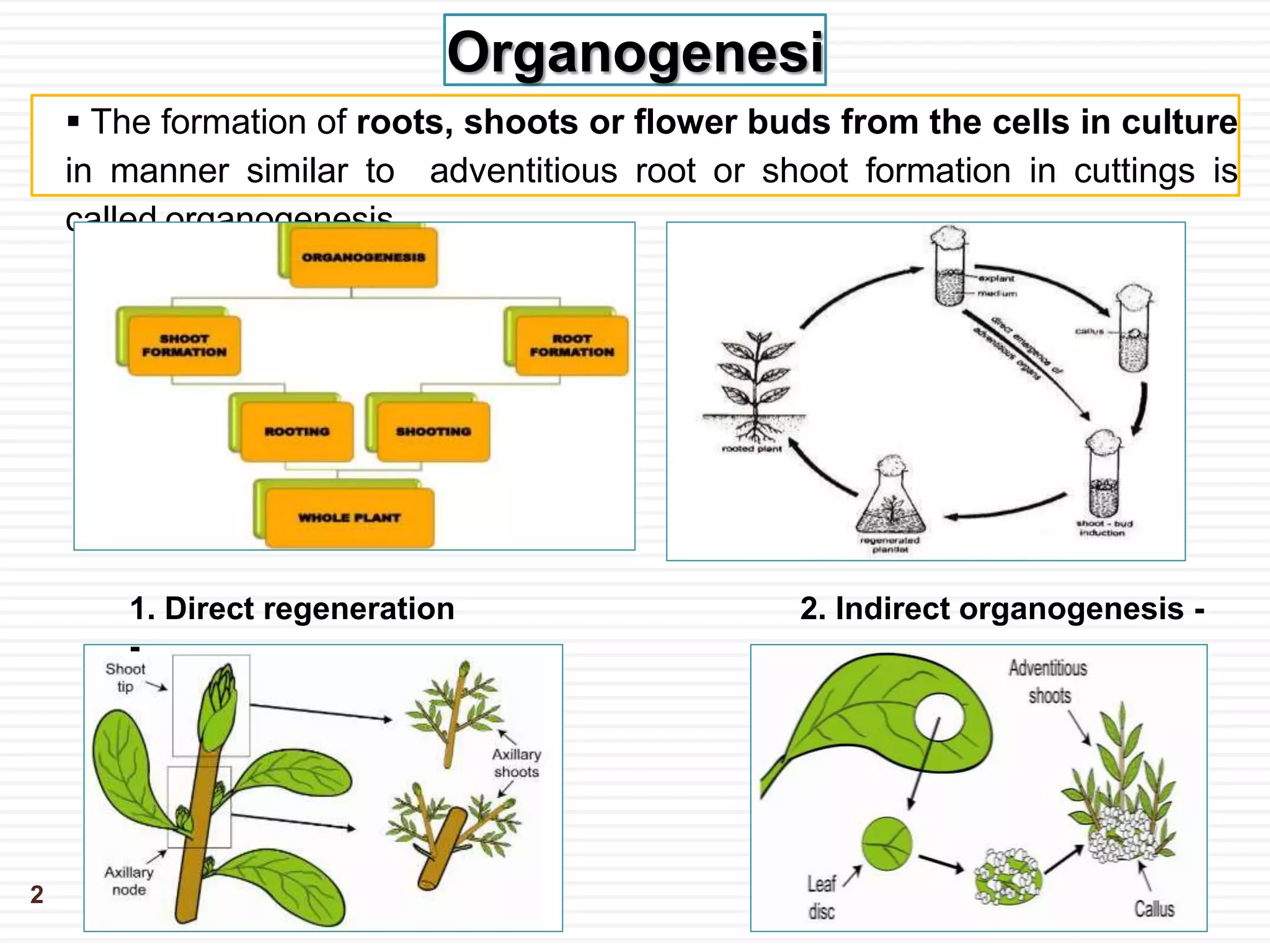 Organogenesis and somatic embryogenesis - In vitro mutant selection for ...