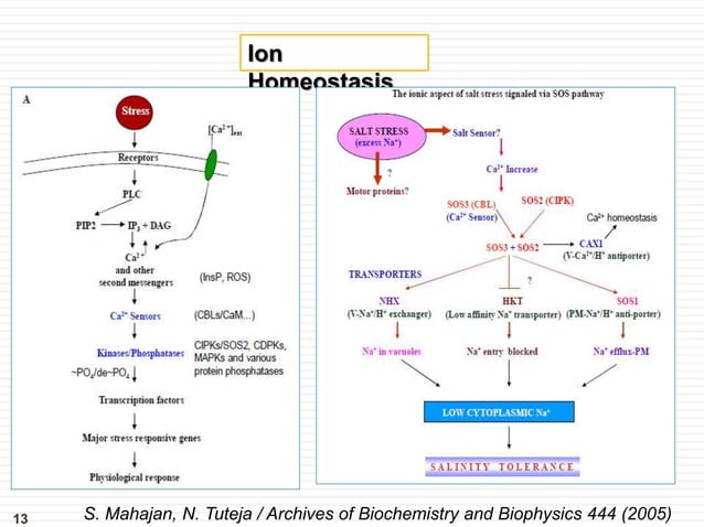 Organogenesis and somatic embryogenesis - In vitro mutant selection for ...