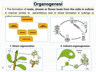 Organogenesis and somatic embryogenesis - In vitro mutant selection for ...