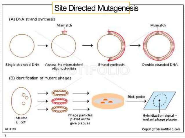 Organogenesis and somatic embryogenesis - In vitro mutant selection for ...