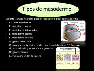 ORGANOGENESIS .pptx