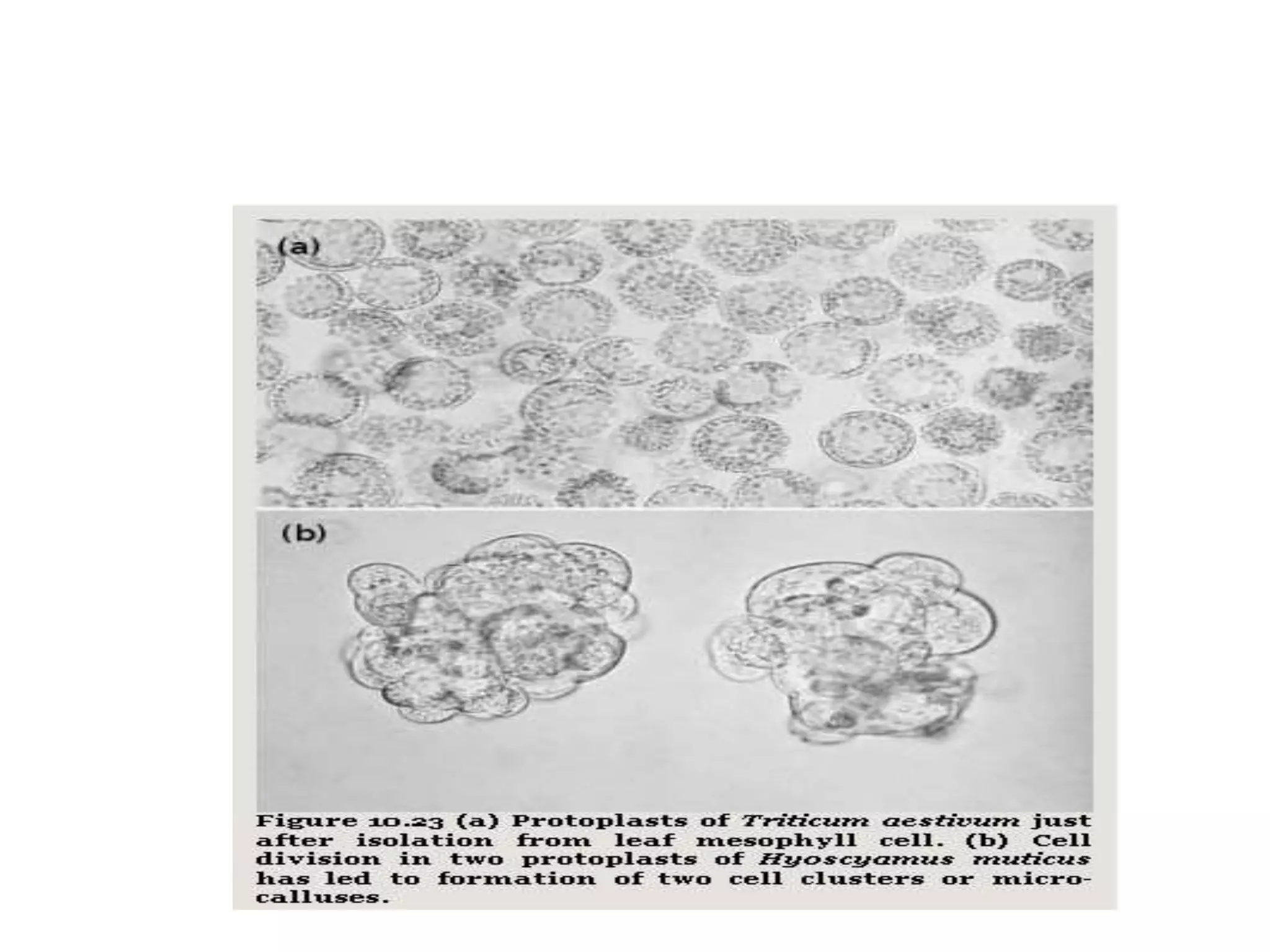 Organogenesis, in plant tissue culture | PPTX