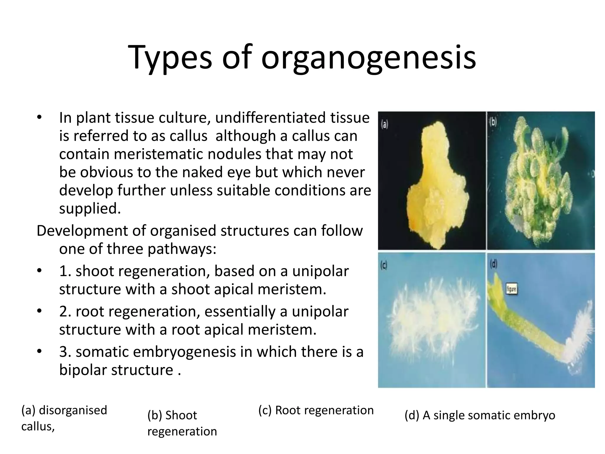 Organogenesis, in plant tissue culture | PPTX