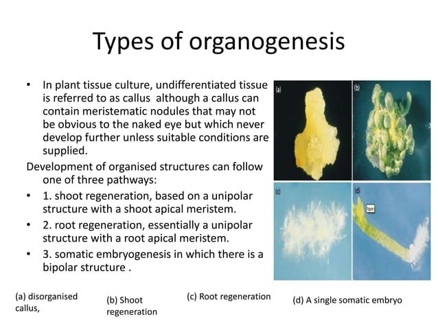 Organogenesis, in plant tissue culture | PPTX