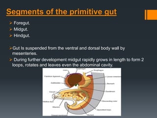 Organogenesis of Alimentry Canal | PPTX
