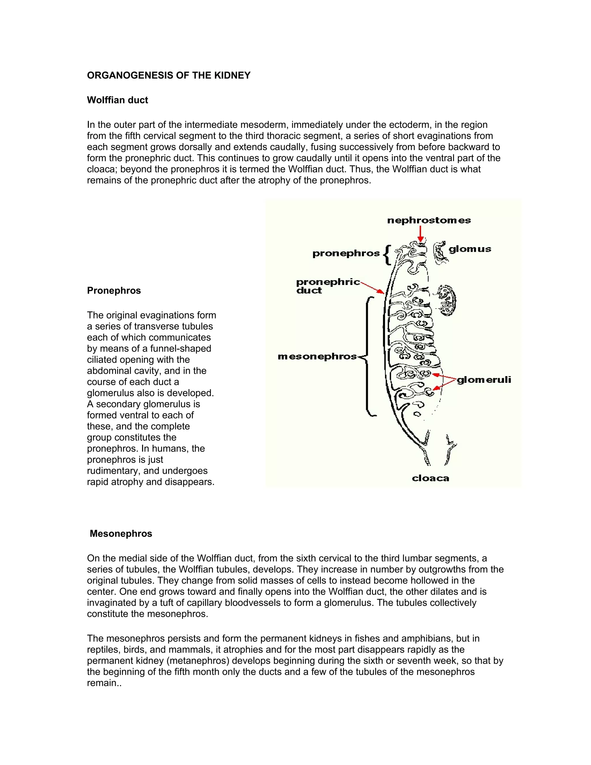 organogenesis of the kidney | DOC