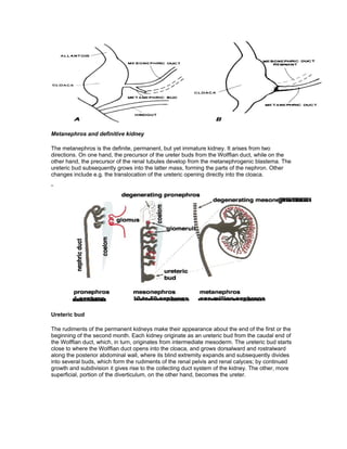 organogenesis of the kidney | DOC