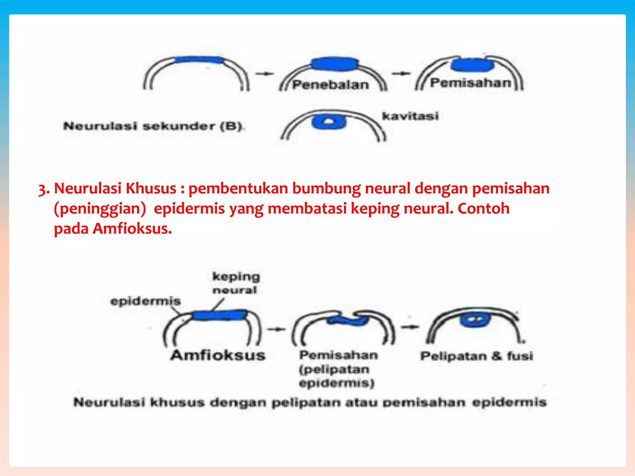 Organogenesis sistem saraf//perkembangan hewan | PPTX