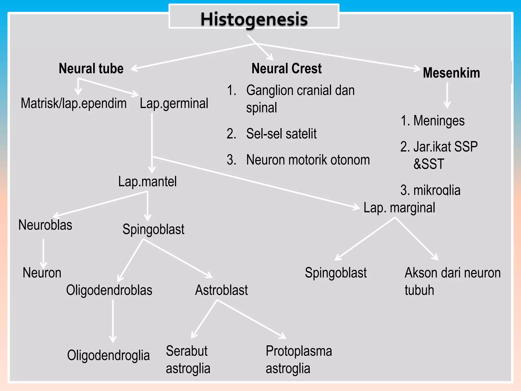 Organogenesis sistem saraf//perkembangan hewan | PPTX