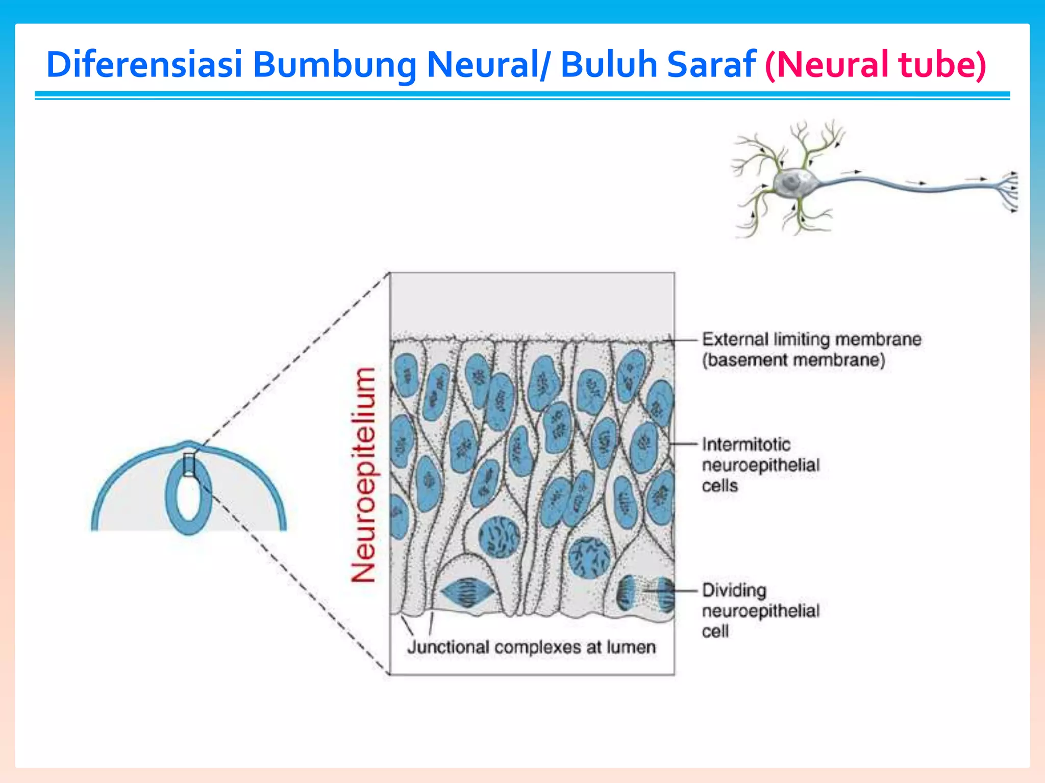 Organogenesis sistem saraf//perkembangan hewan | PPTX