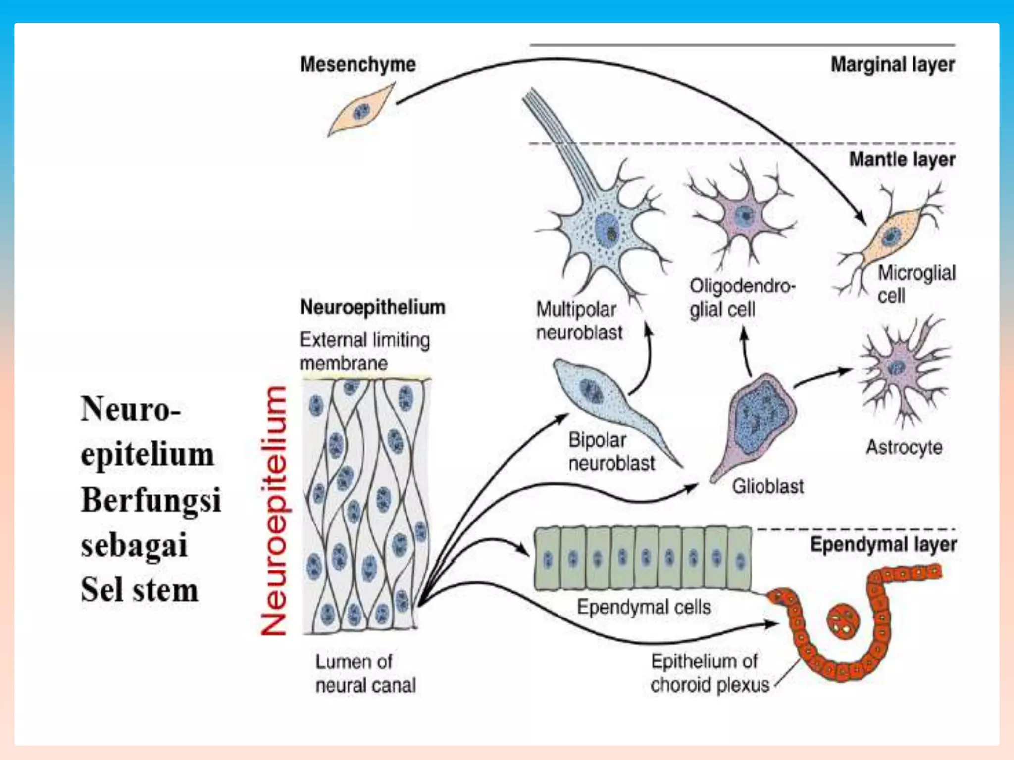 Organogenesis sistem saraf//perkembangan hewan | PPTX